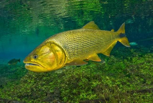 Pez dorado: ¿Por qué es importante proteger la especie mediante su veda ...